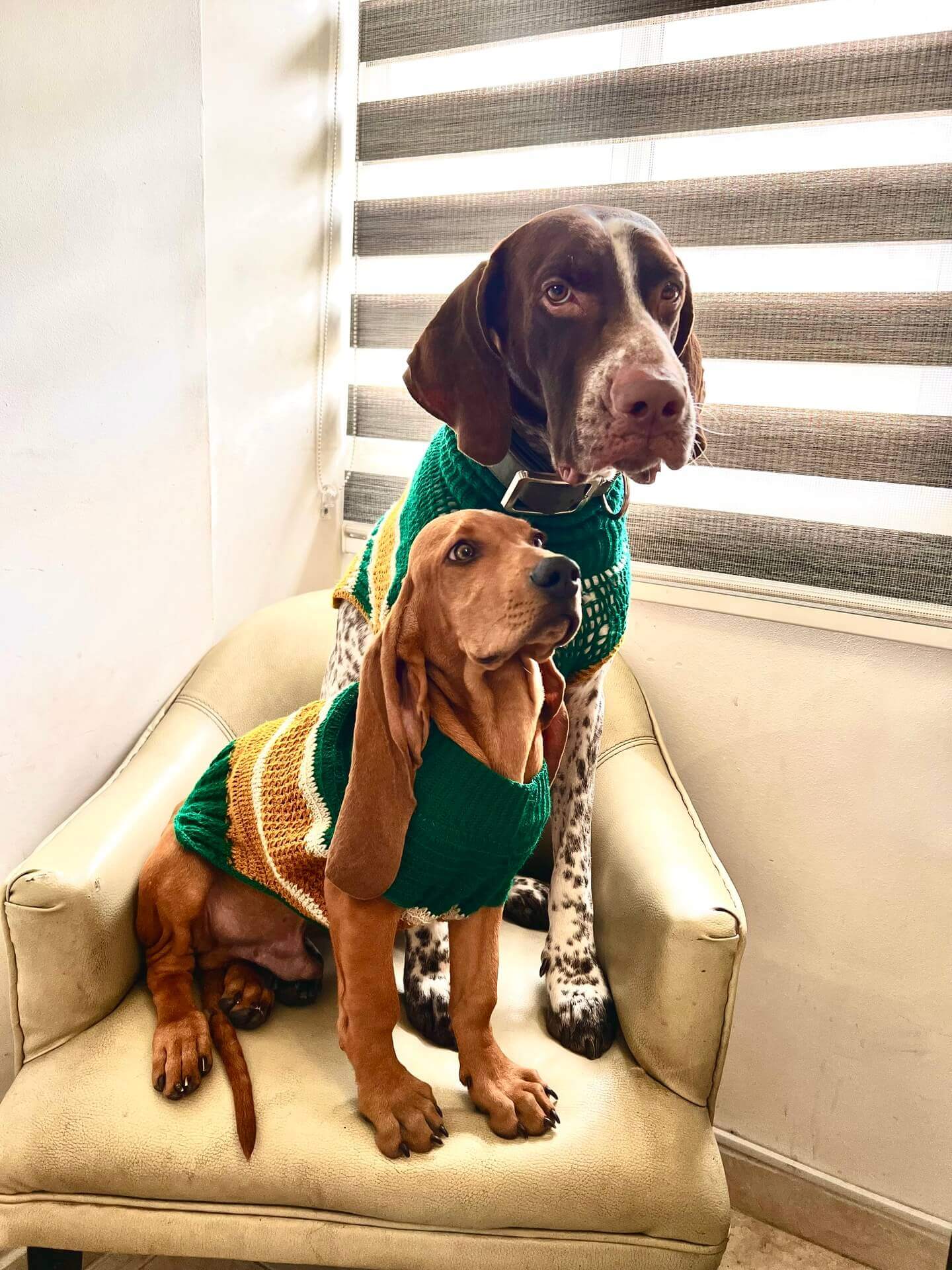 Sabueso Fino Colombiano - Criadero y venta de Cachorros